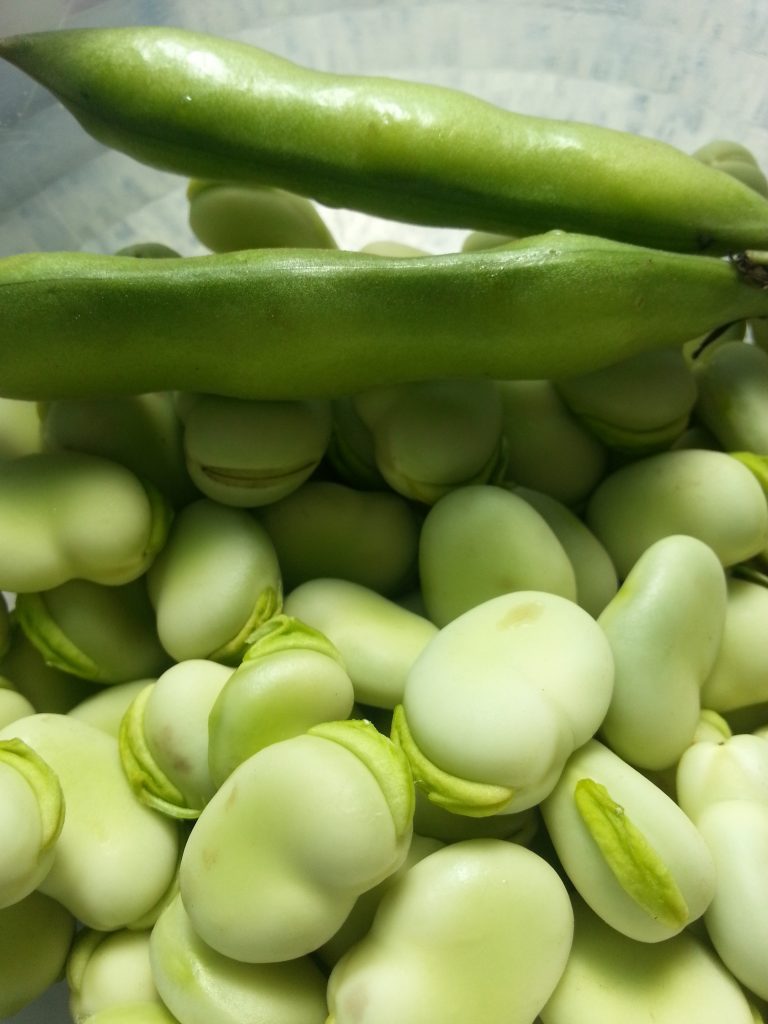 Broad Bean (Vicia Faba) | China Yummy Food